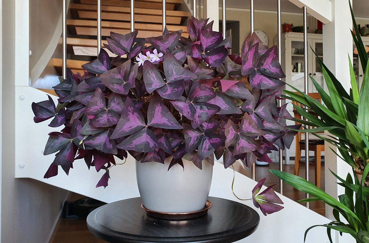 Blomstra Växtnäring 300 ml - Blomstra