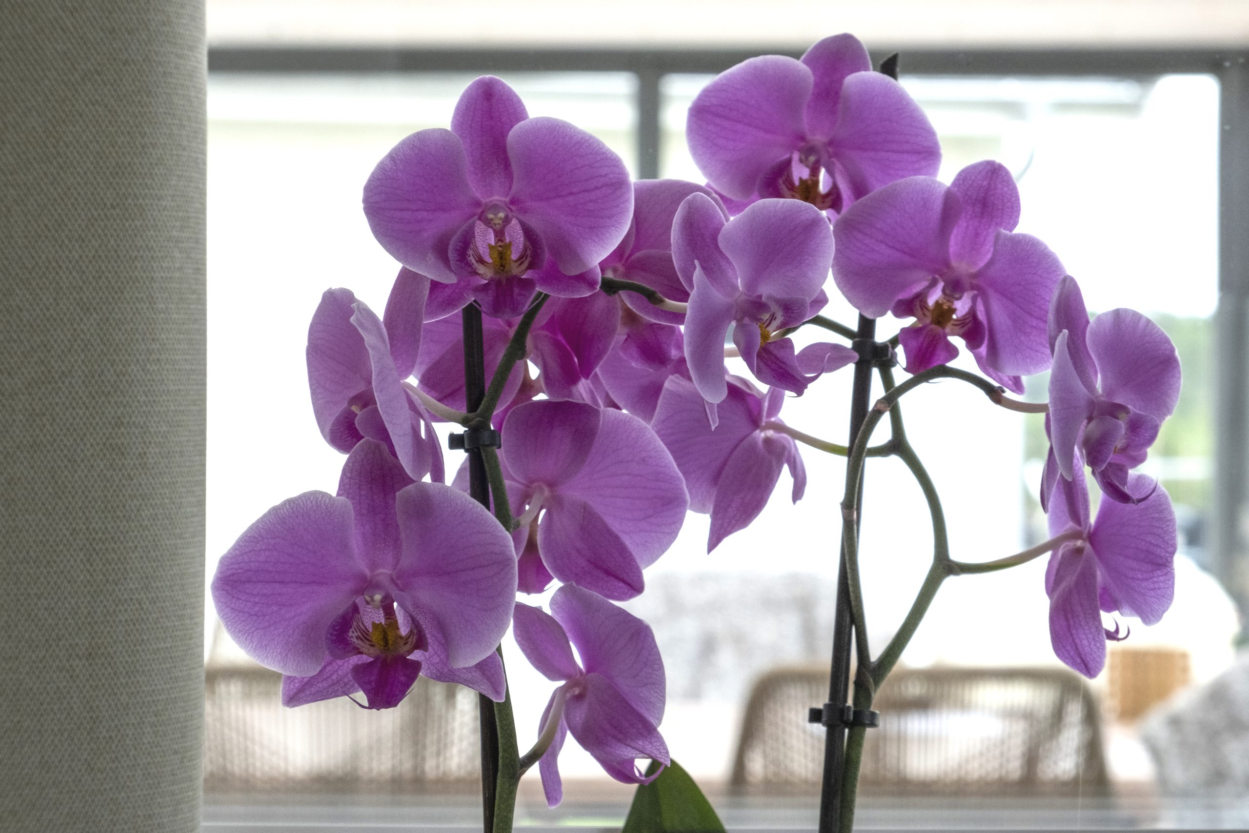 Blomstra Orkidénäring 300 ml - Blomstra