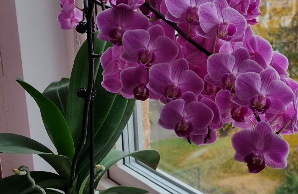 Blomstra - Växtglädje sedan 1950